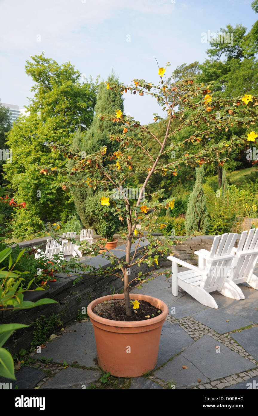 Flannelbush hi-res stock photography and images - Alamy