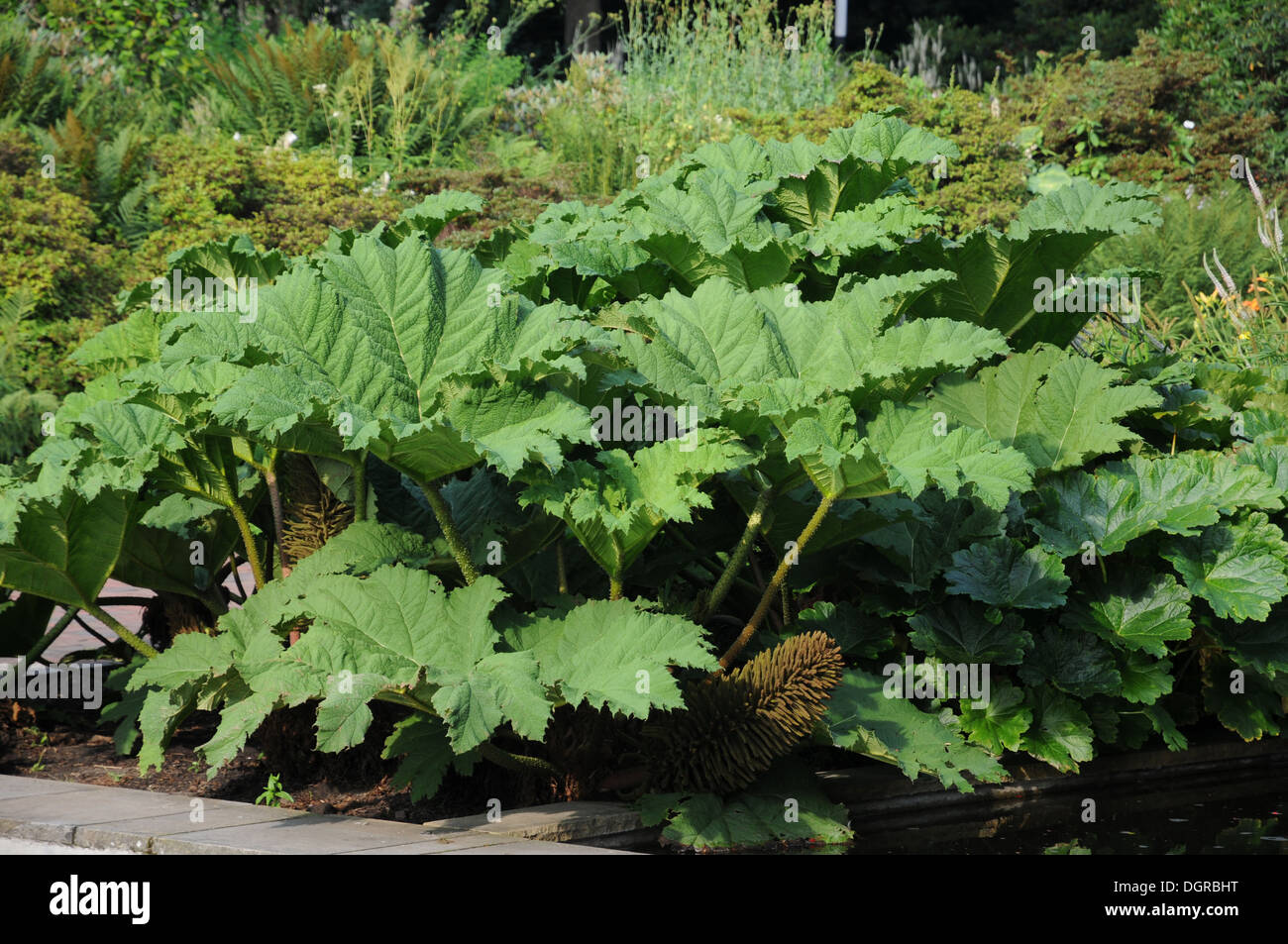 Gunnera tinctoria leaf hi-res stock photography and images - Alamy