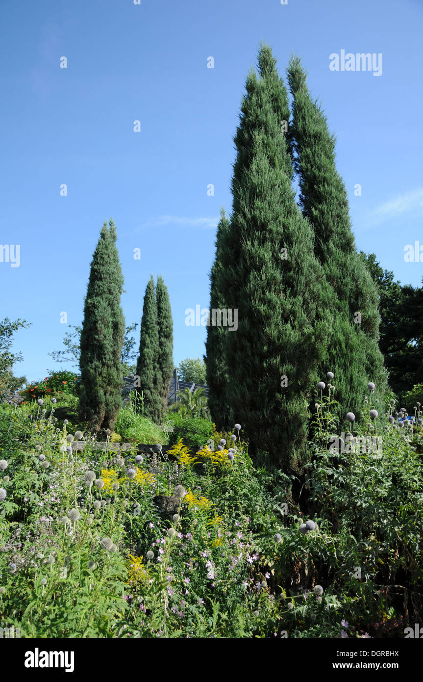 Fastigiate hi-res stock photography and images - Alamy