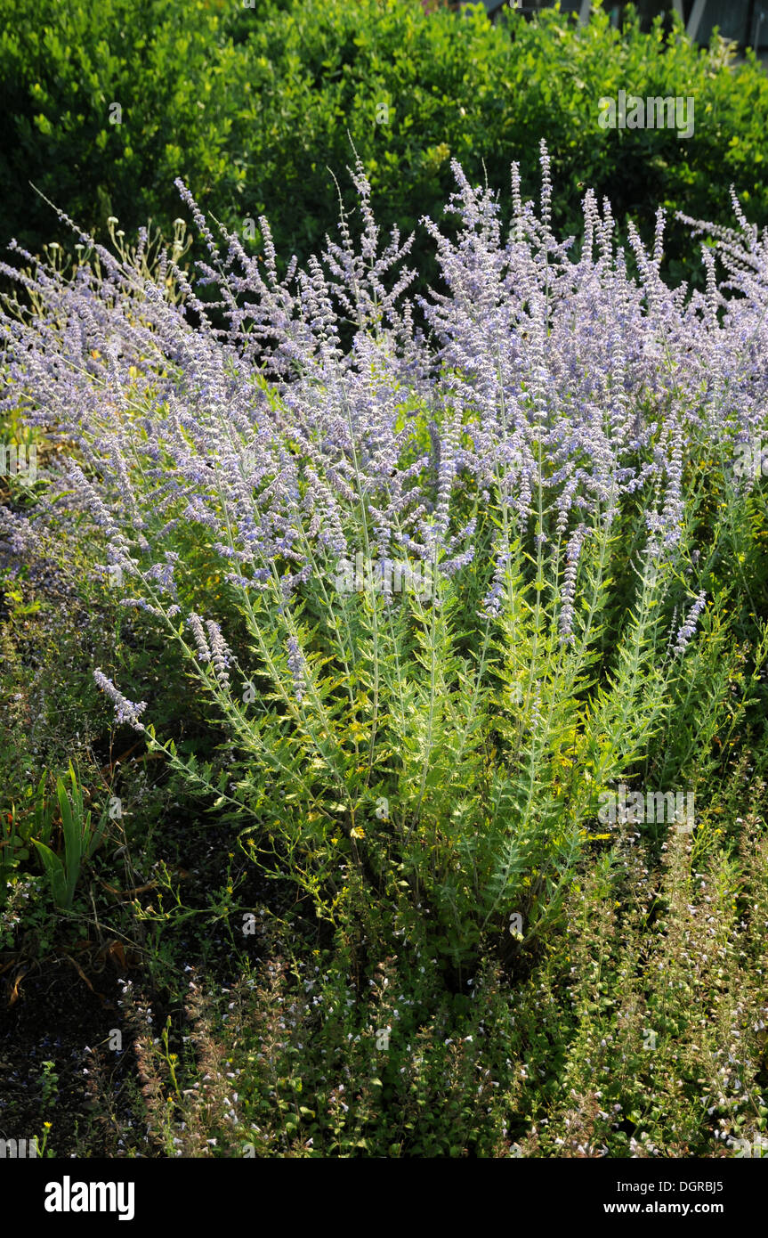 Russian sage hi-res stock photography and images - Alamy
