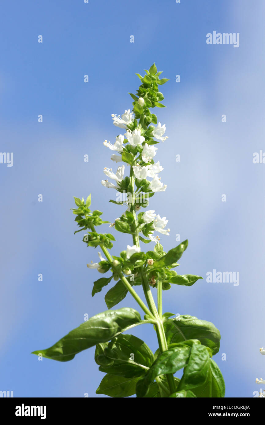 Basil plan hi-res stock photography and images - Alamy