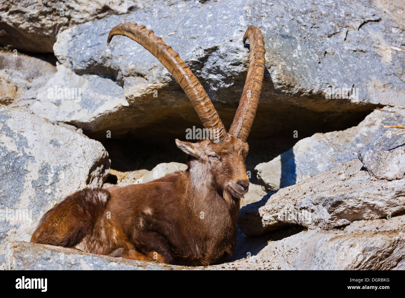 Ibex habitat hi-res stock photography and images - Alamy