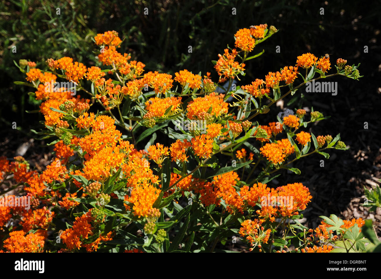 Butterfly weed hi-res stock photography and images - Alamy