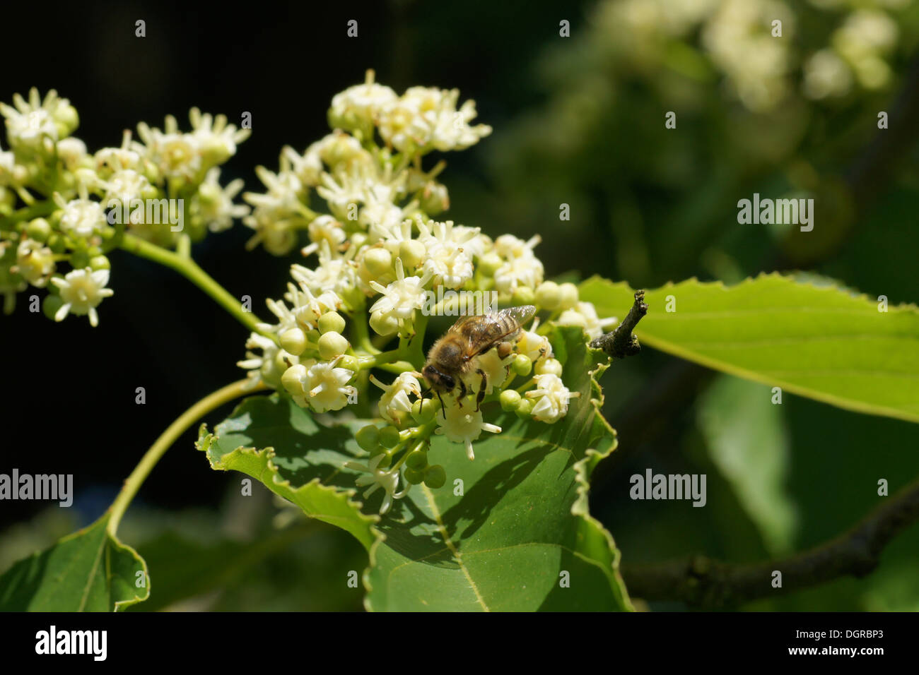 Japanischer rosinenbaum hi-res stock photography and images - Alamy