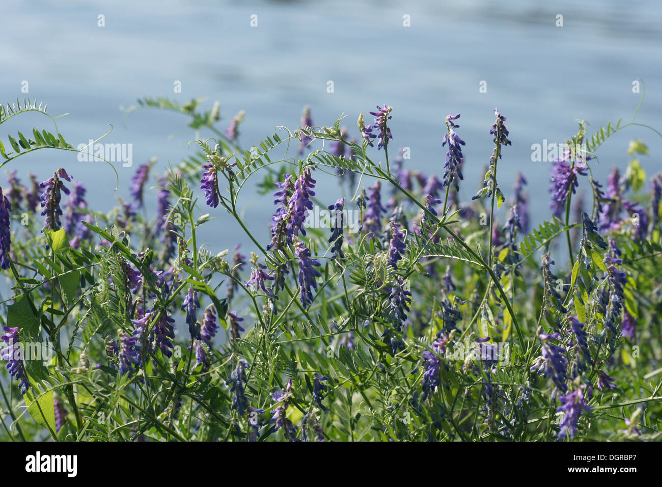 Bird vetch hi-res stock photography and images - Alamy