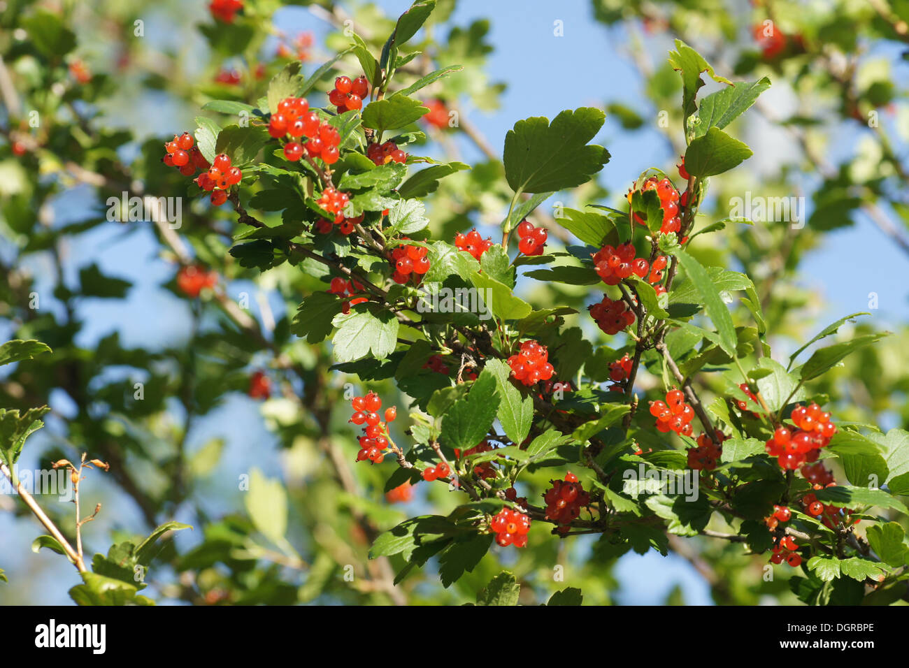 Alpenjohannisbeere hi-res stock photography and images - Alamy