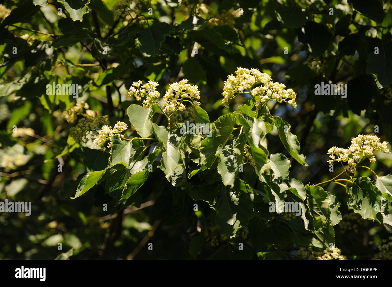 Raisin tree hi-res stock photography and images - Alamy