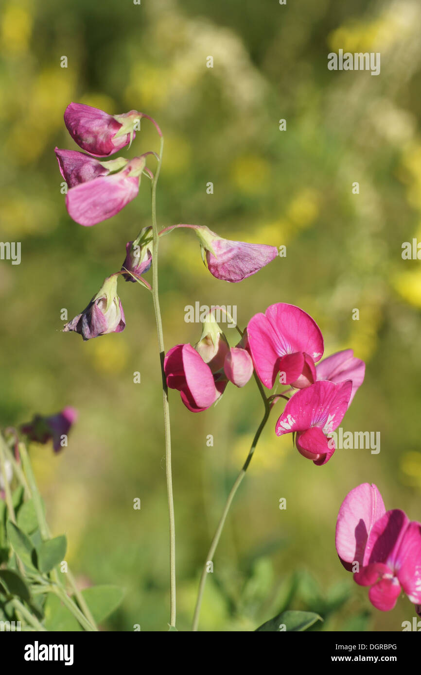 Lathyrus tuberosus tuberous vetchling hi-res stock photography and ...