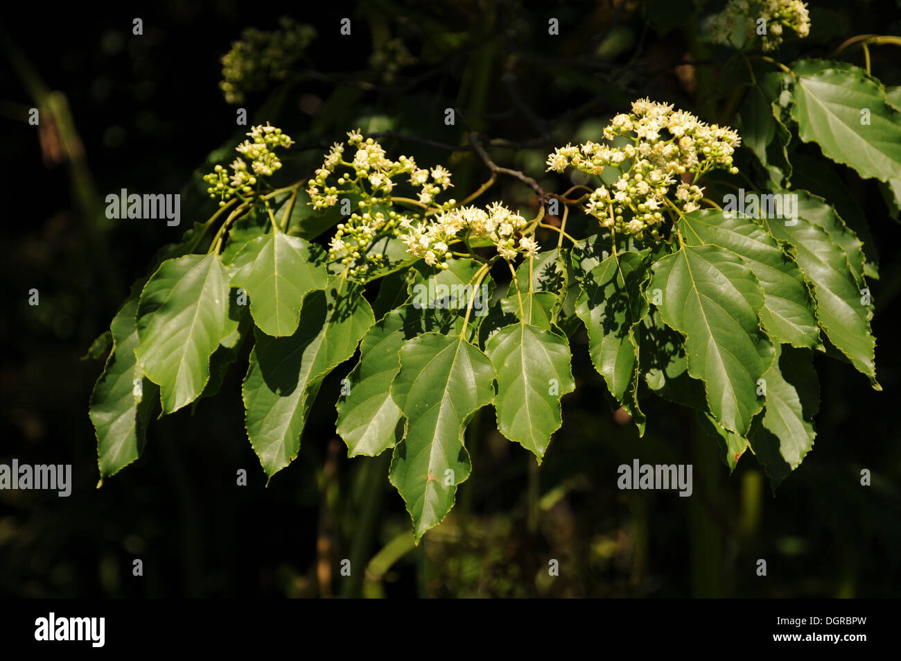 Oriental Raisin Tree Stock Photo - Alamy