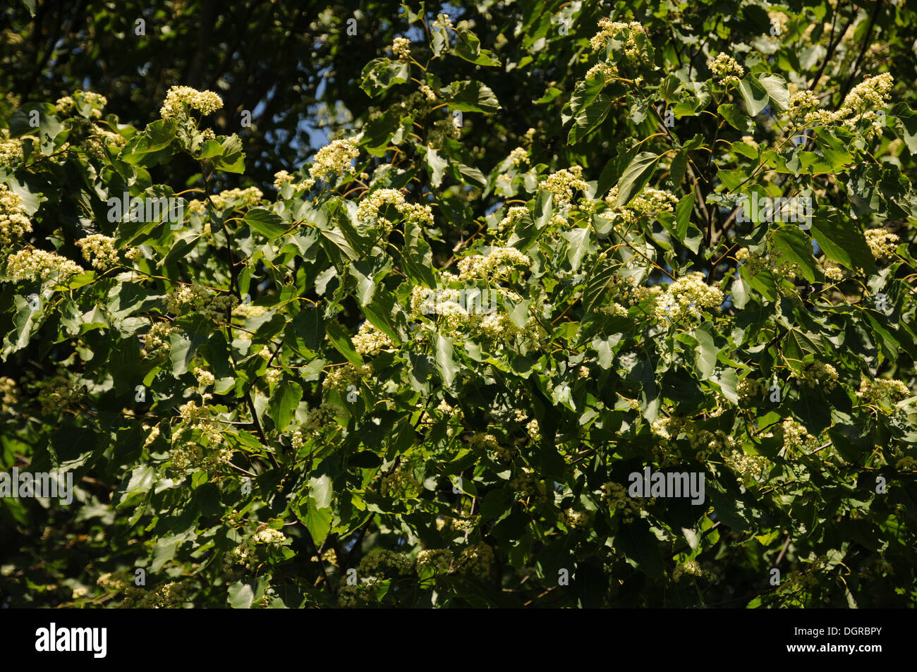 Raisin tree hi-res stock photography and images - Alamy