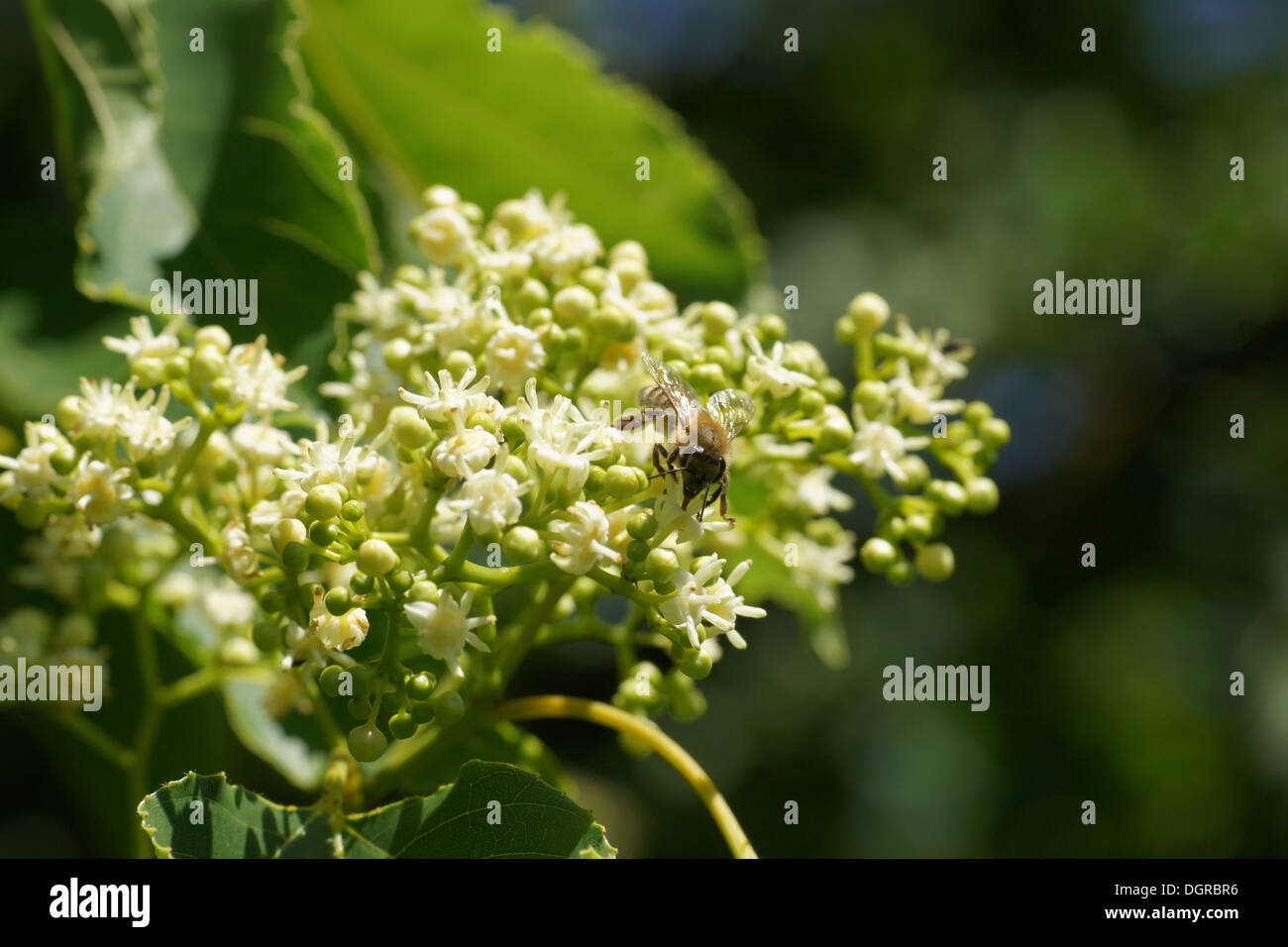 Oriental Raisin Tree Stock Photo - Alamy