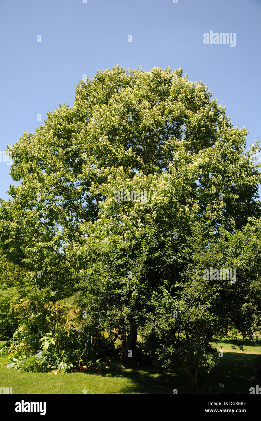 Oriental Raisin Tree Stock Photo - Alamy