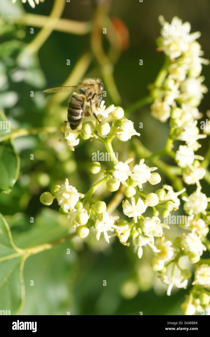 Flor oriental hi-res stock photography and images - Alamy