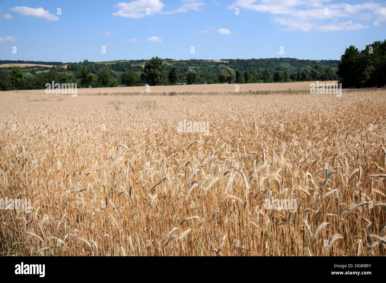 Brot ähren hi-res stock photography and images - Alamy