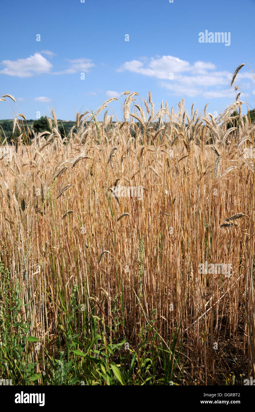 Getreideblute hi-res stock photography and images - Alamy