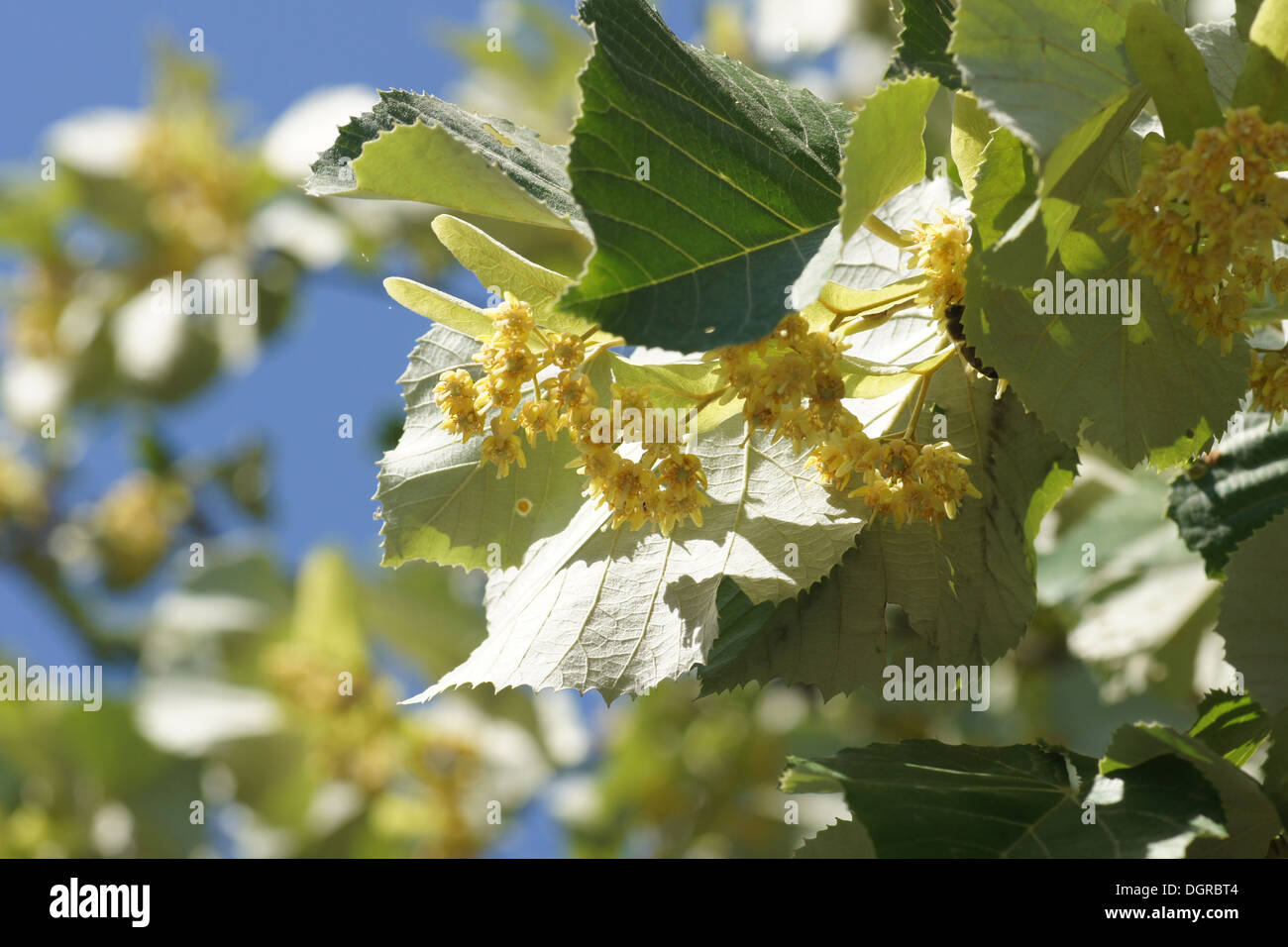 Silver linden hi-res stock photography and images - Alamy