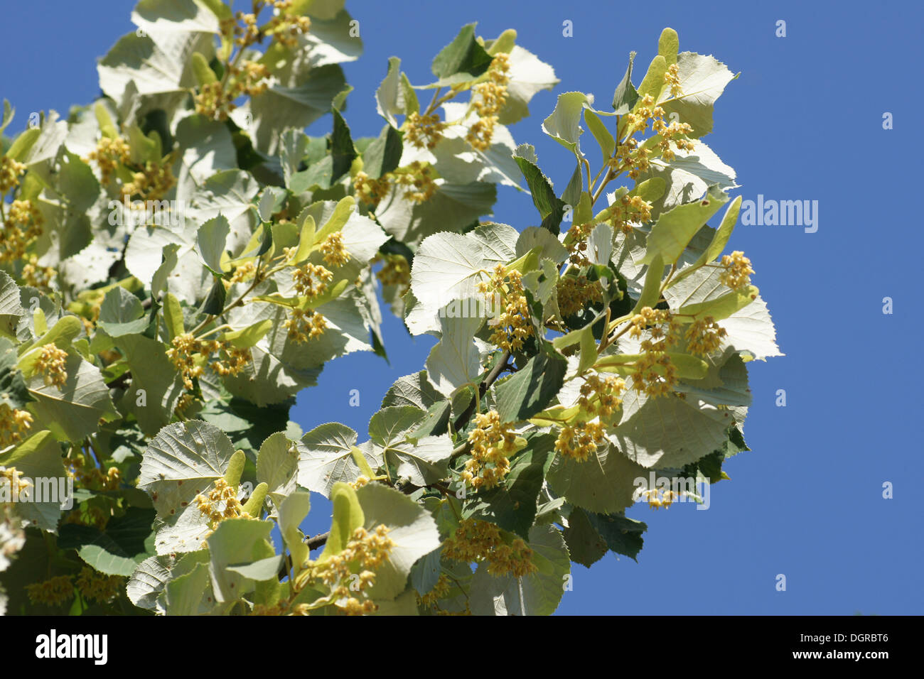 Silver linden hi-res stock photography and images - Alamy