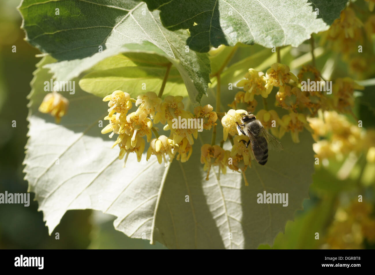 Silver linden tilia tomentosa flowers hi-res stock photography and ...