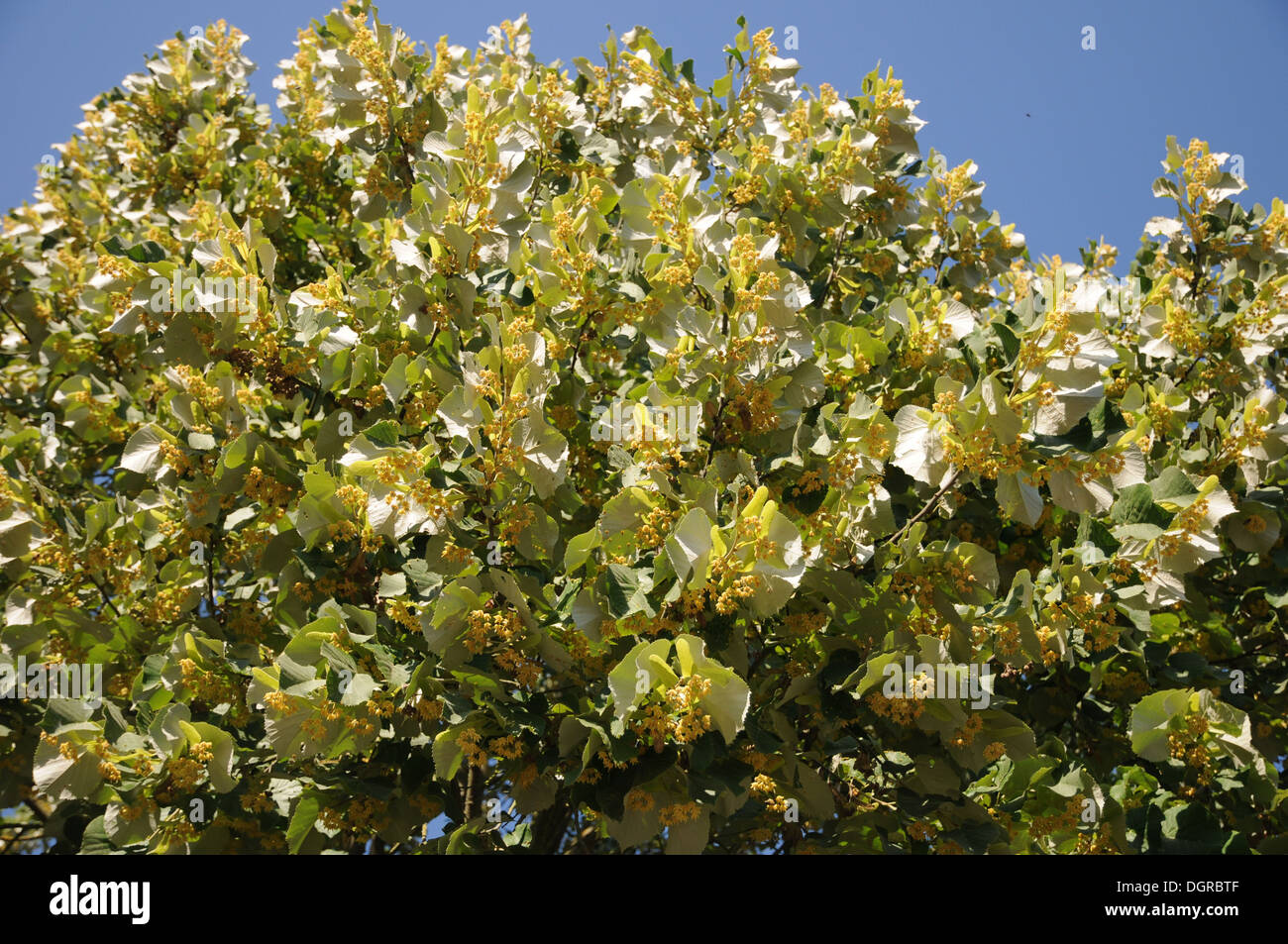 Silver linden hi-res stock photography and images - Alamy