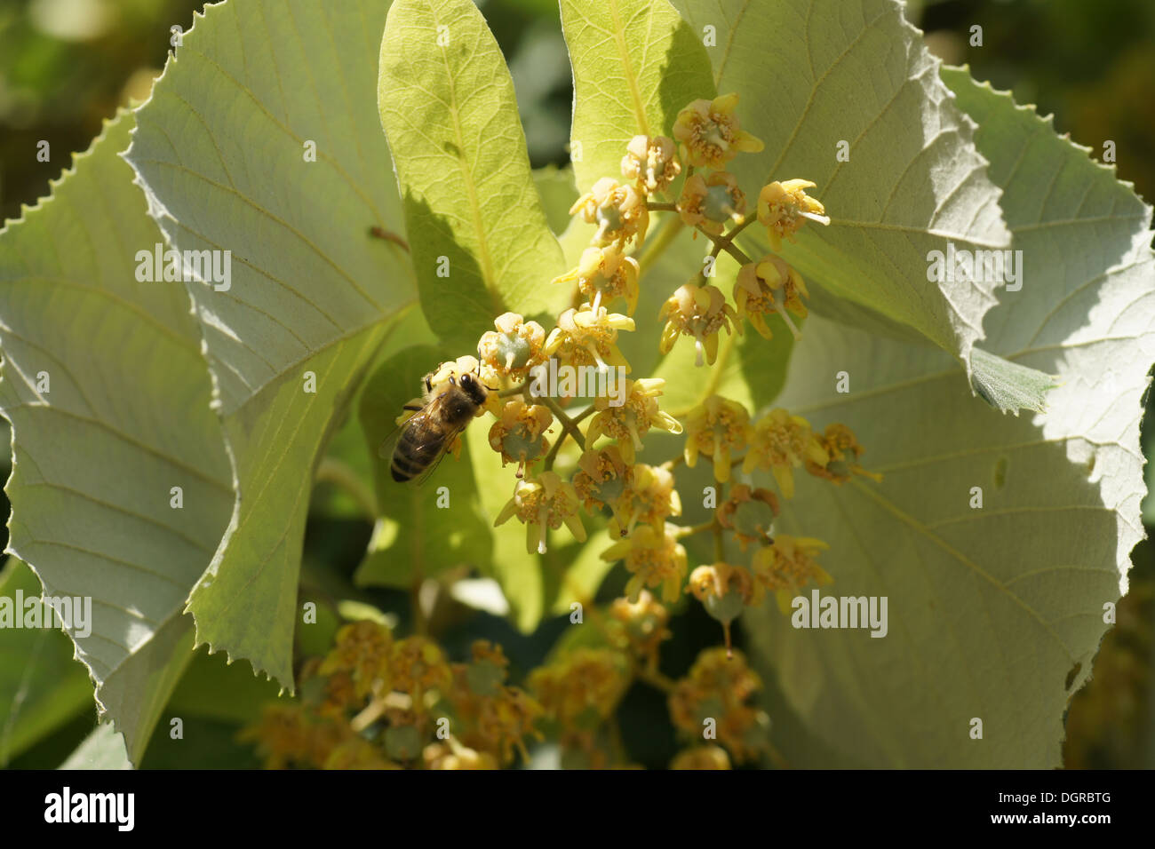 Silver Linden Tilia Tomentosa Flowers High Resolution Stock Photography ...