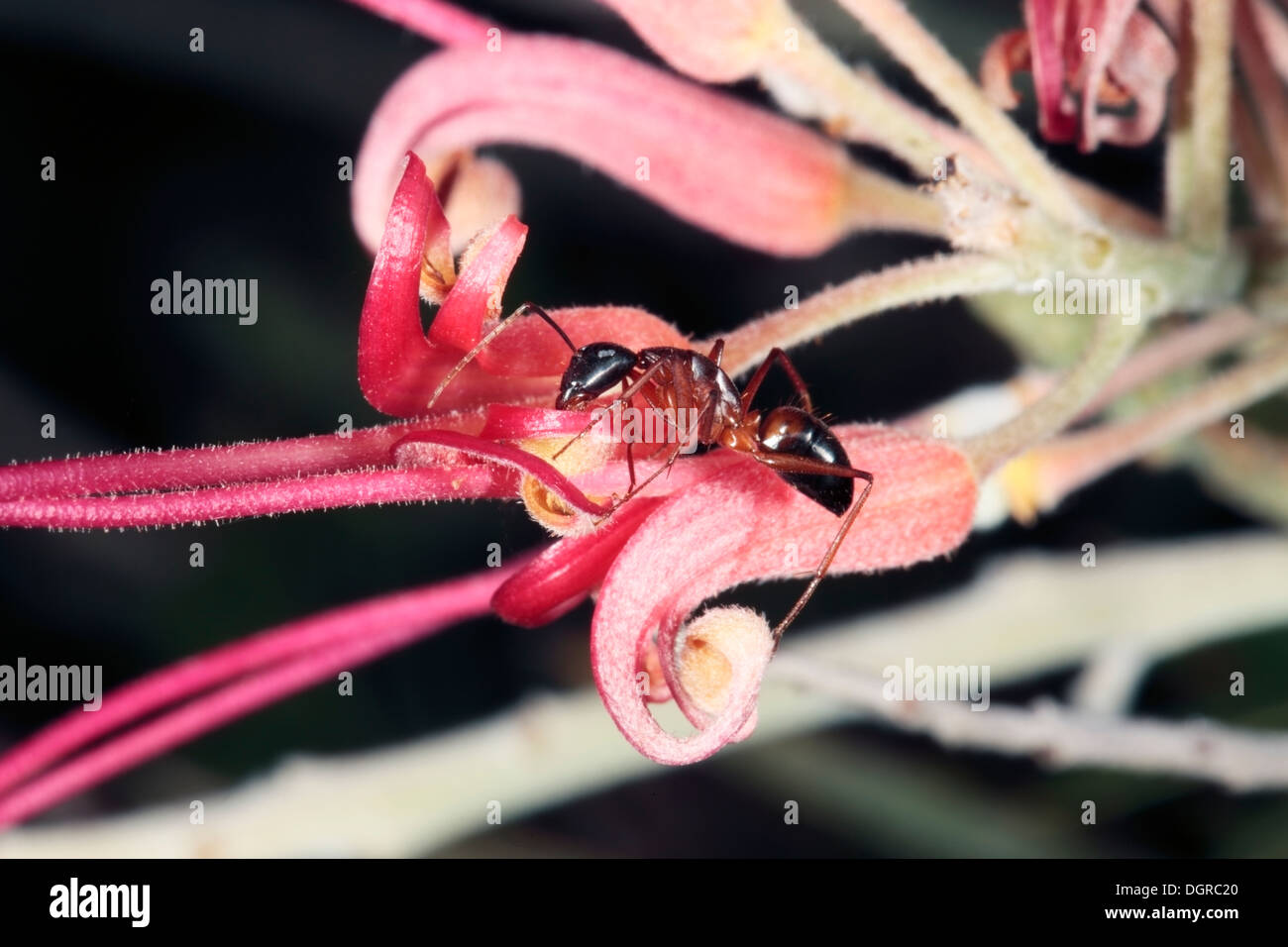 Close-up of a Banded Sugar Ant collecting nectar from a Grevillea ...