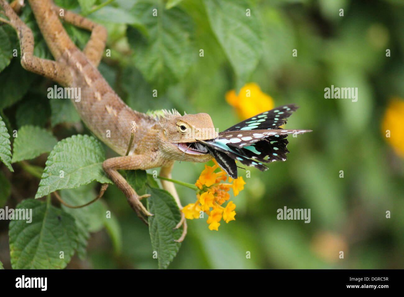 Indian garden lizard with butterfly prey in mouth Stock Photo - Alamy