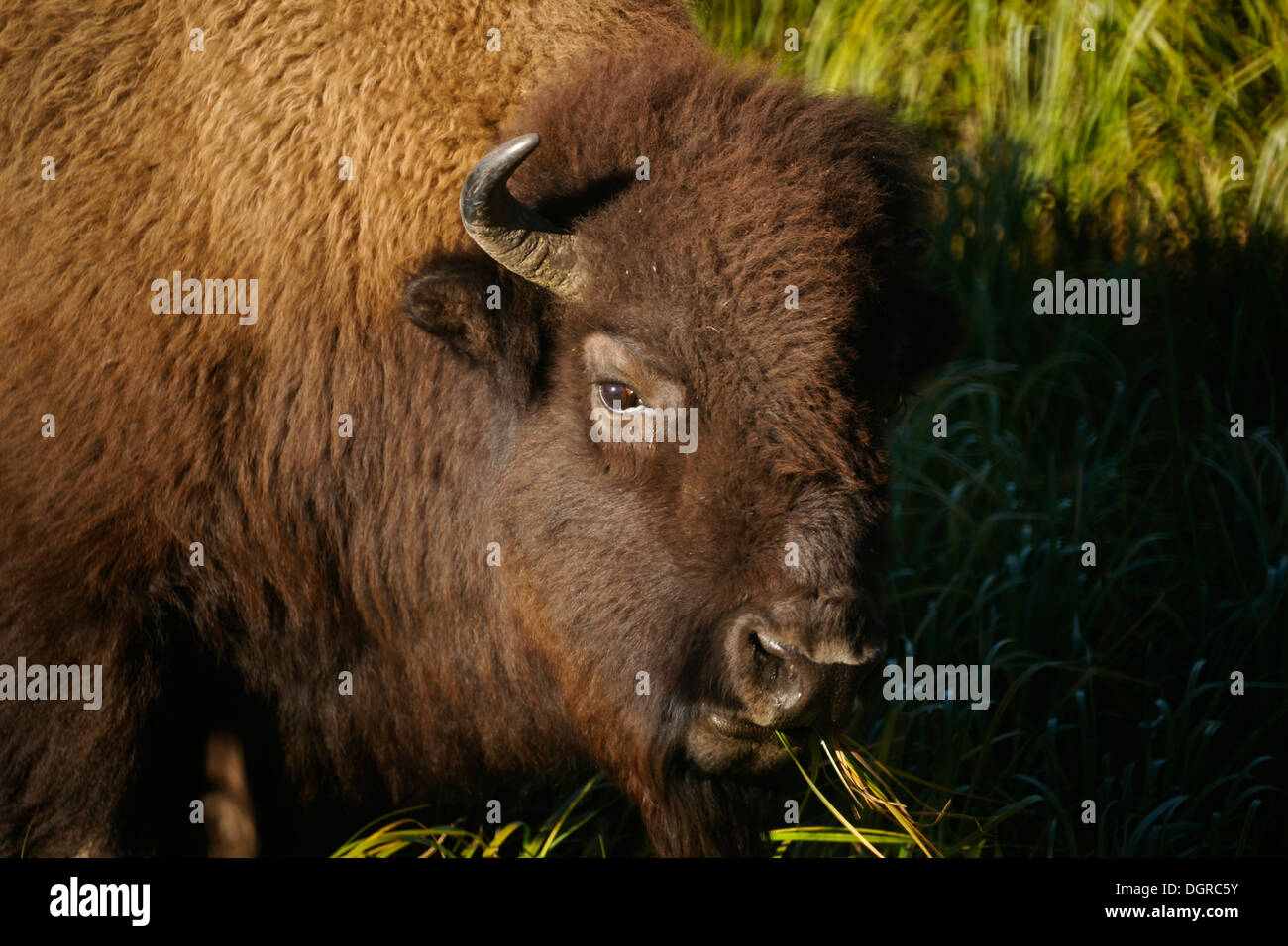 Close up of bison hi-res stock photography and images - Alamy