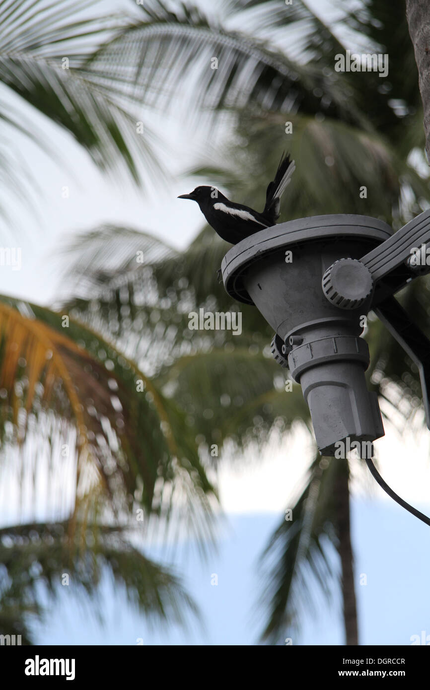 Tropical Bird on outside Light fitting Stock Photo - Alamy