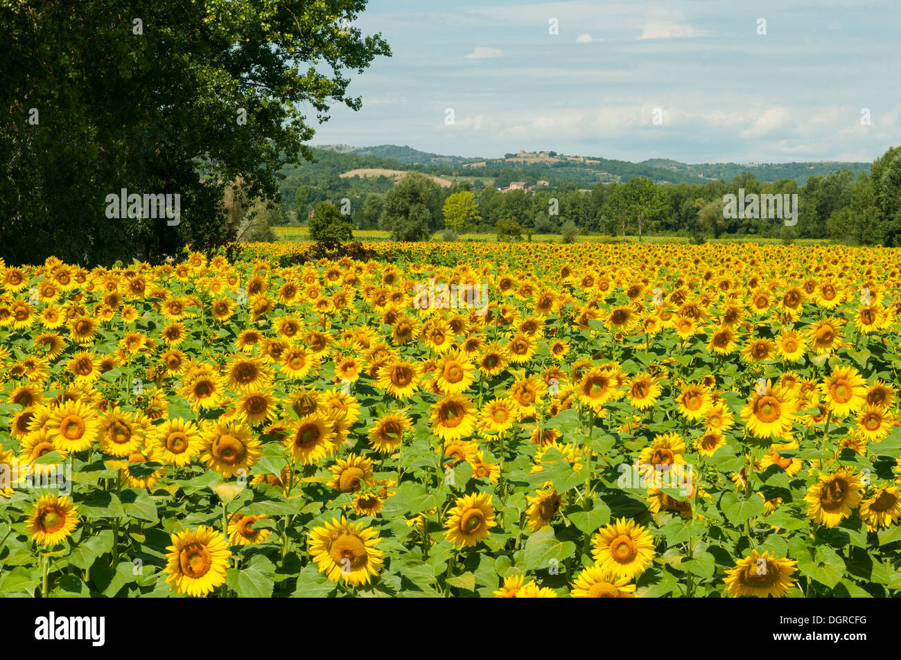 Tuscany field and flowers hi-res stock photography and images - Alamy