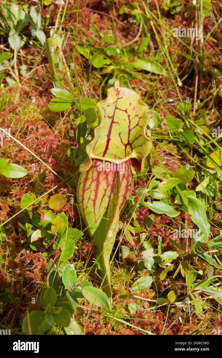 Carnivorous plant peat hi-res stock photography and images - Alamy
