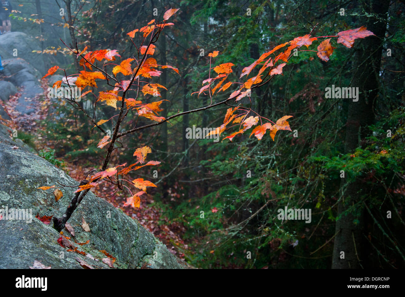 Tree growing out of rock hi-res stock photography and images - Alamy