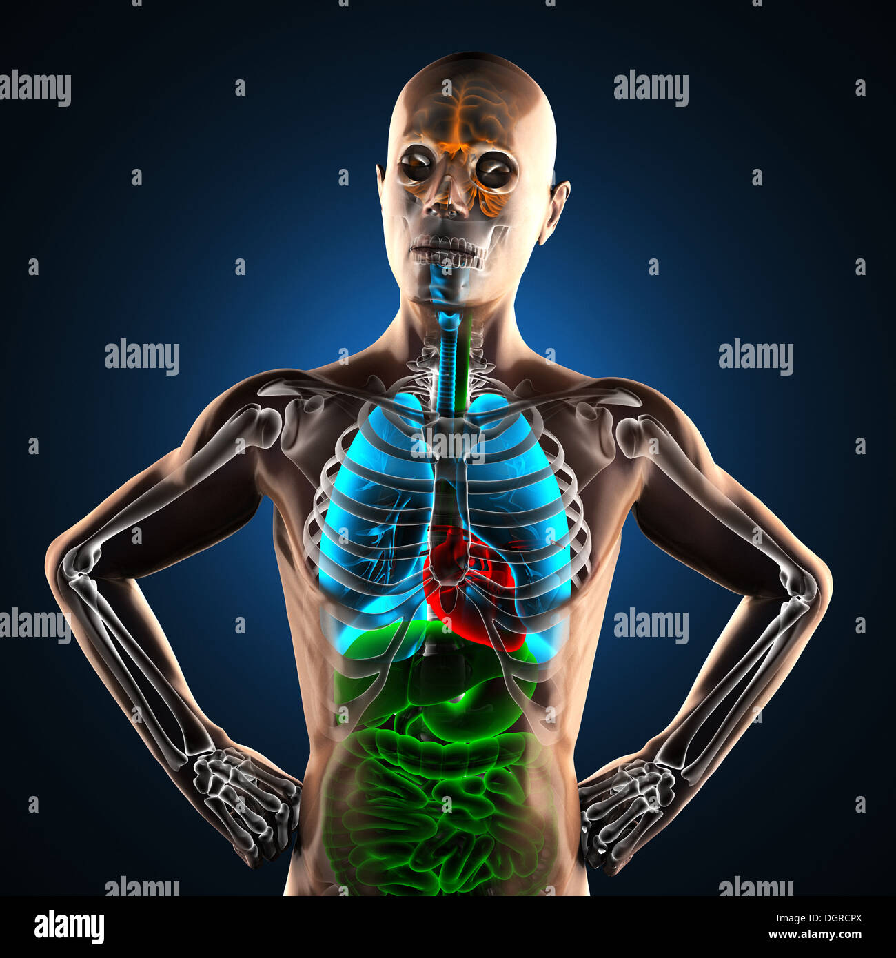 human entrails radiography scan Stock Photo - Alamy