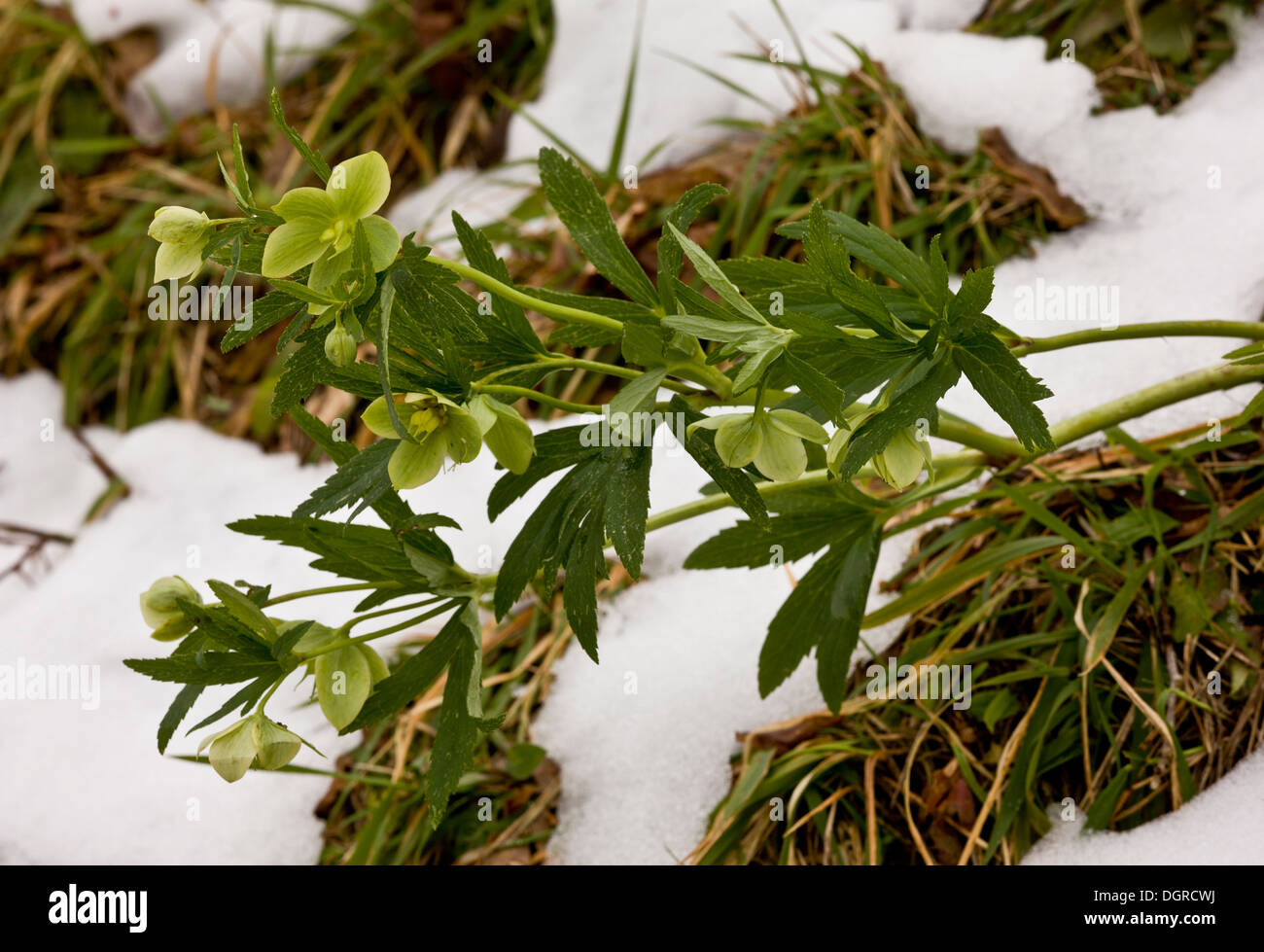 Green Hellebore, Helleborus viridis in flower, in the snow, late winter ...
