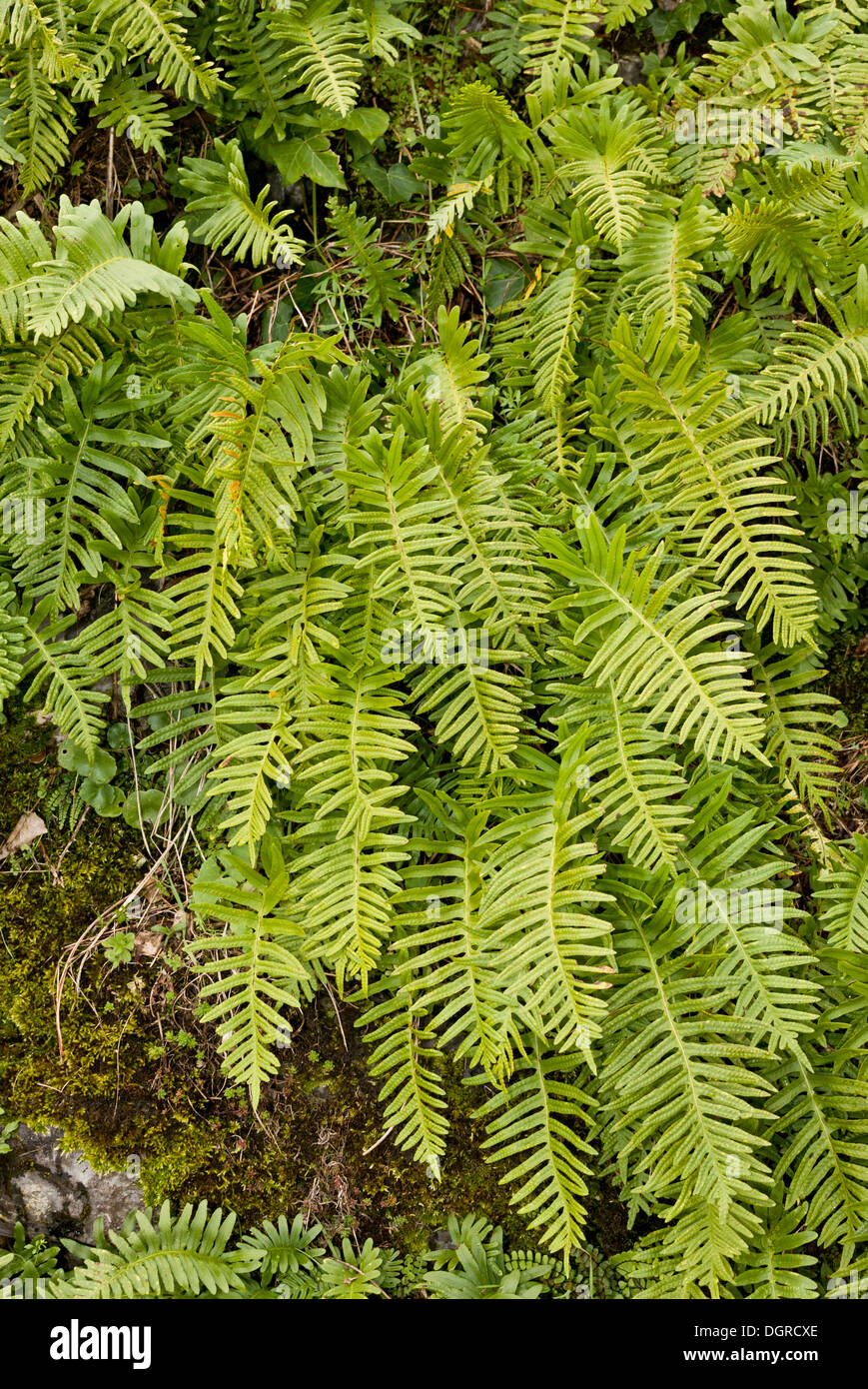 Polypodium Fern High Resolution Stock Photography and Images - Alamy