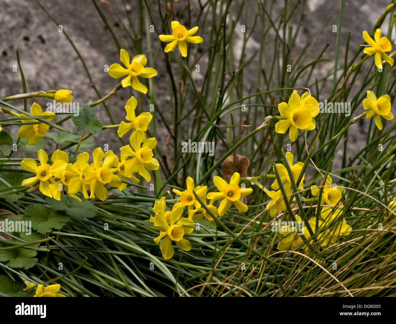 Rush-leaf Jonquils, Narcissus assoanus (formerly N. requienii) wild in ...