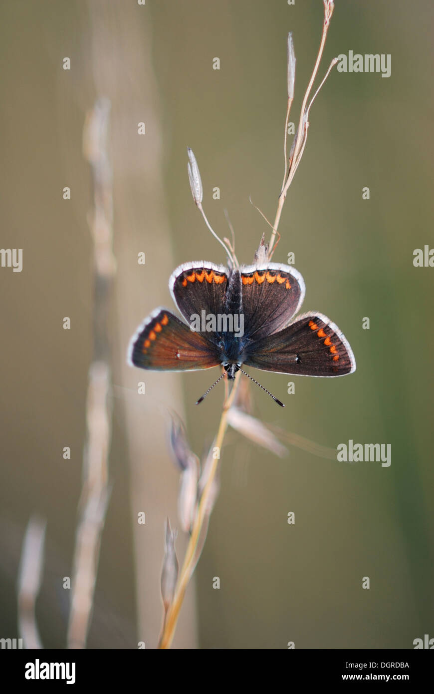 Brown argus butterfly Stock Photo - Alamy