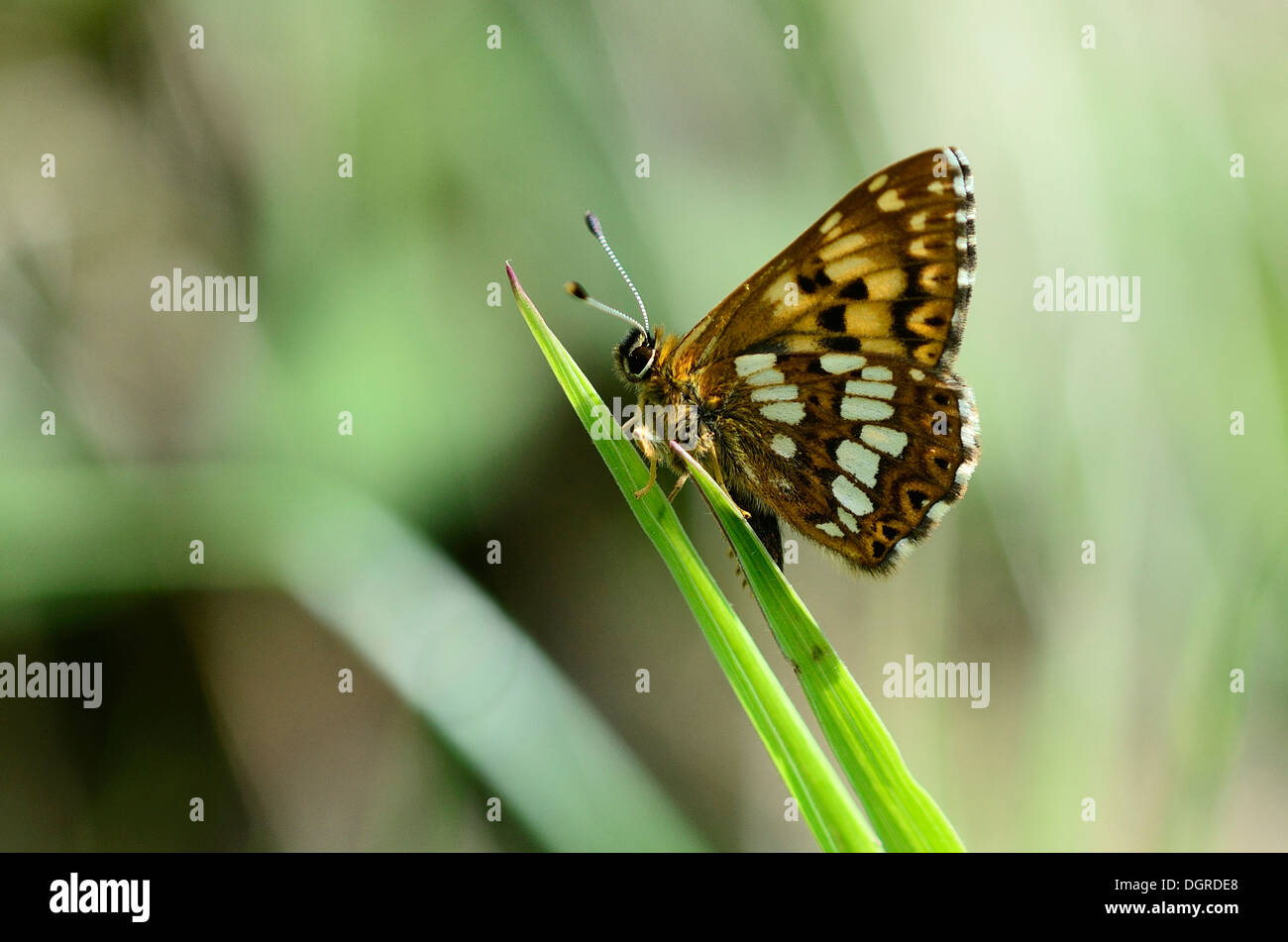 Fritillary hi-res stock photography and images - Alamy