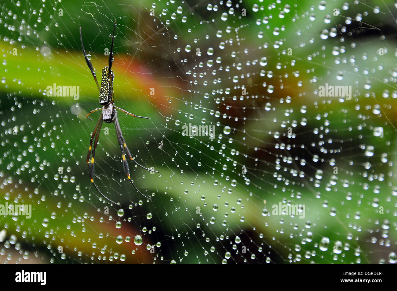 Orb-weaver spider (Araneidae), subtropical rain forest, Ihla Grande ...