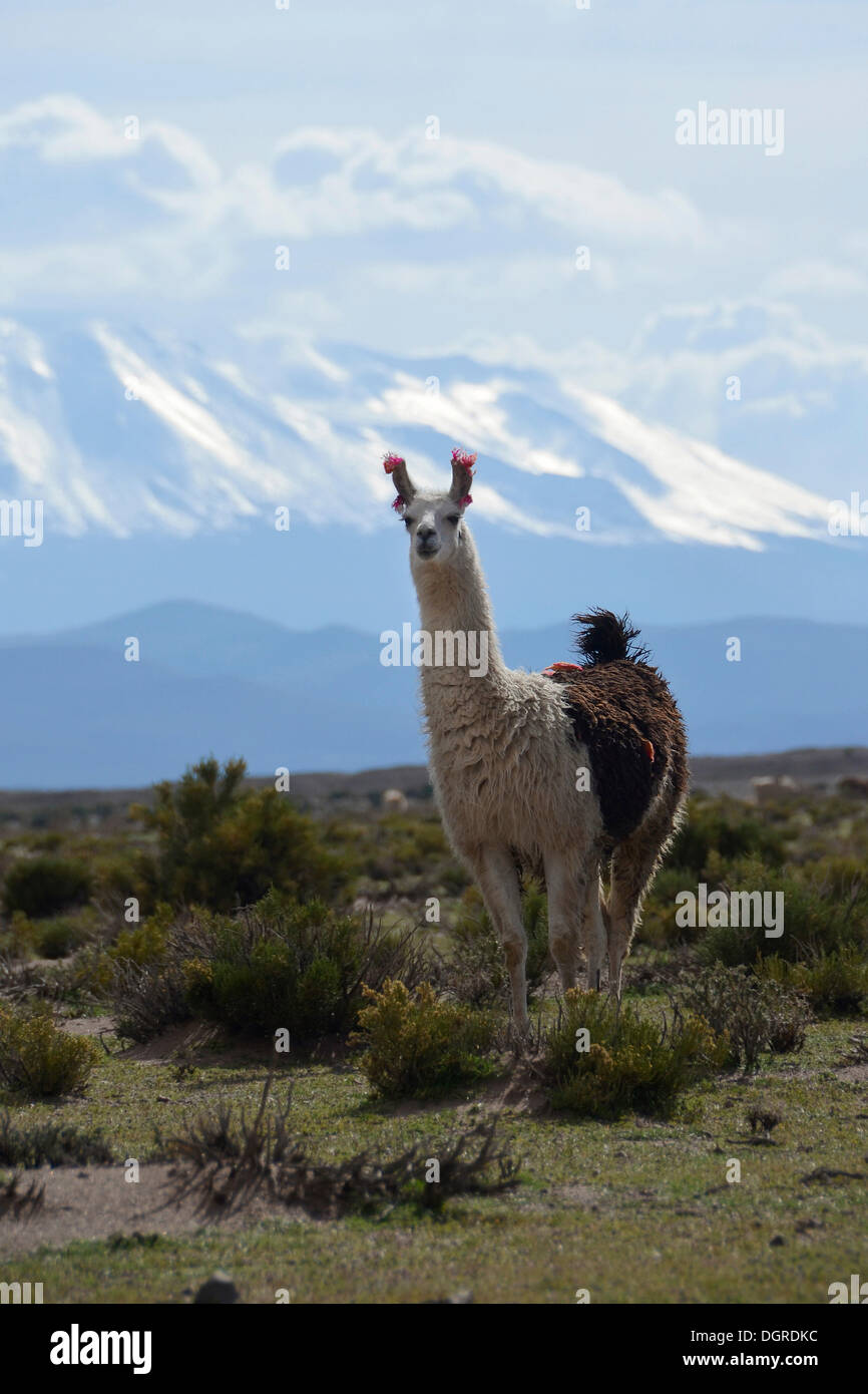 Llama or Lama (Lama glama) standing in front the snow-capped peaks of ...