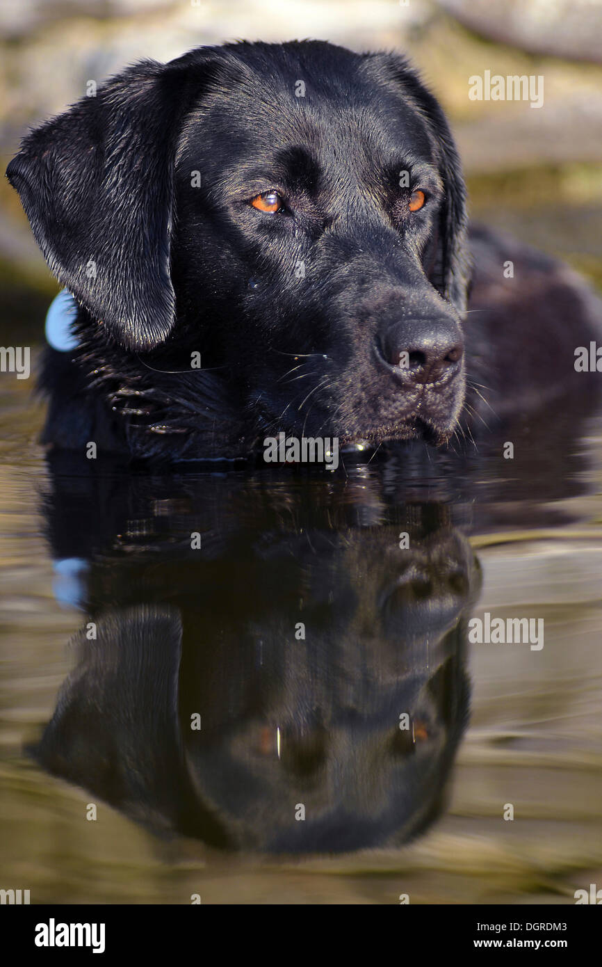 Young black Labrador dog standing in the water Stock Photo - Alamy