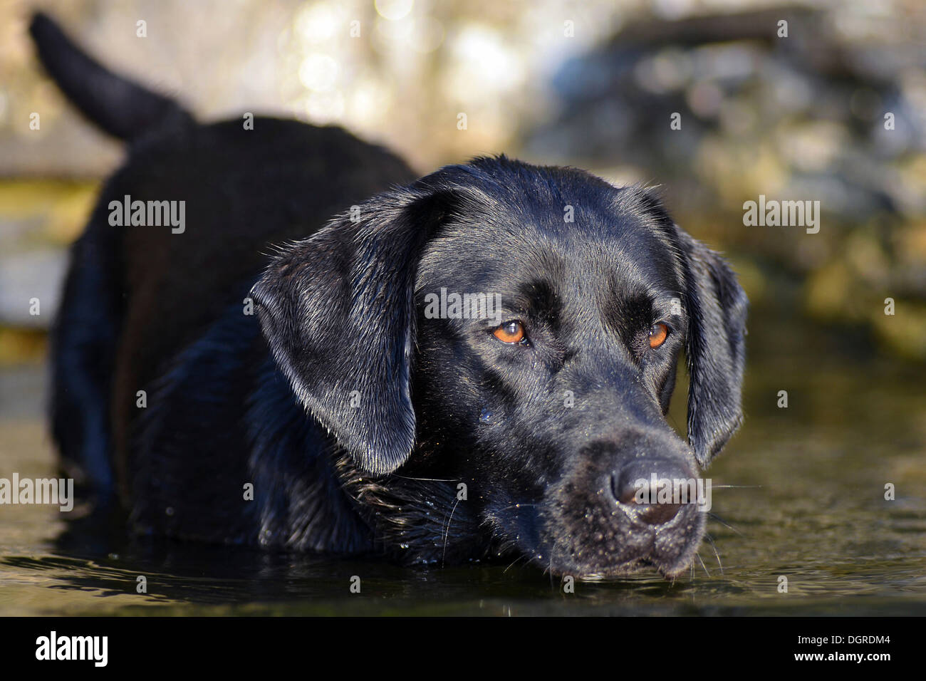 Black Labrador dog standing in the water Stock Photo - Alamy