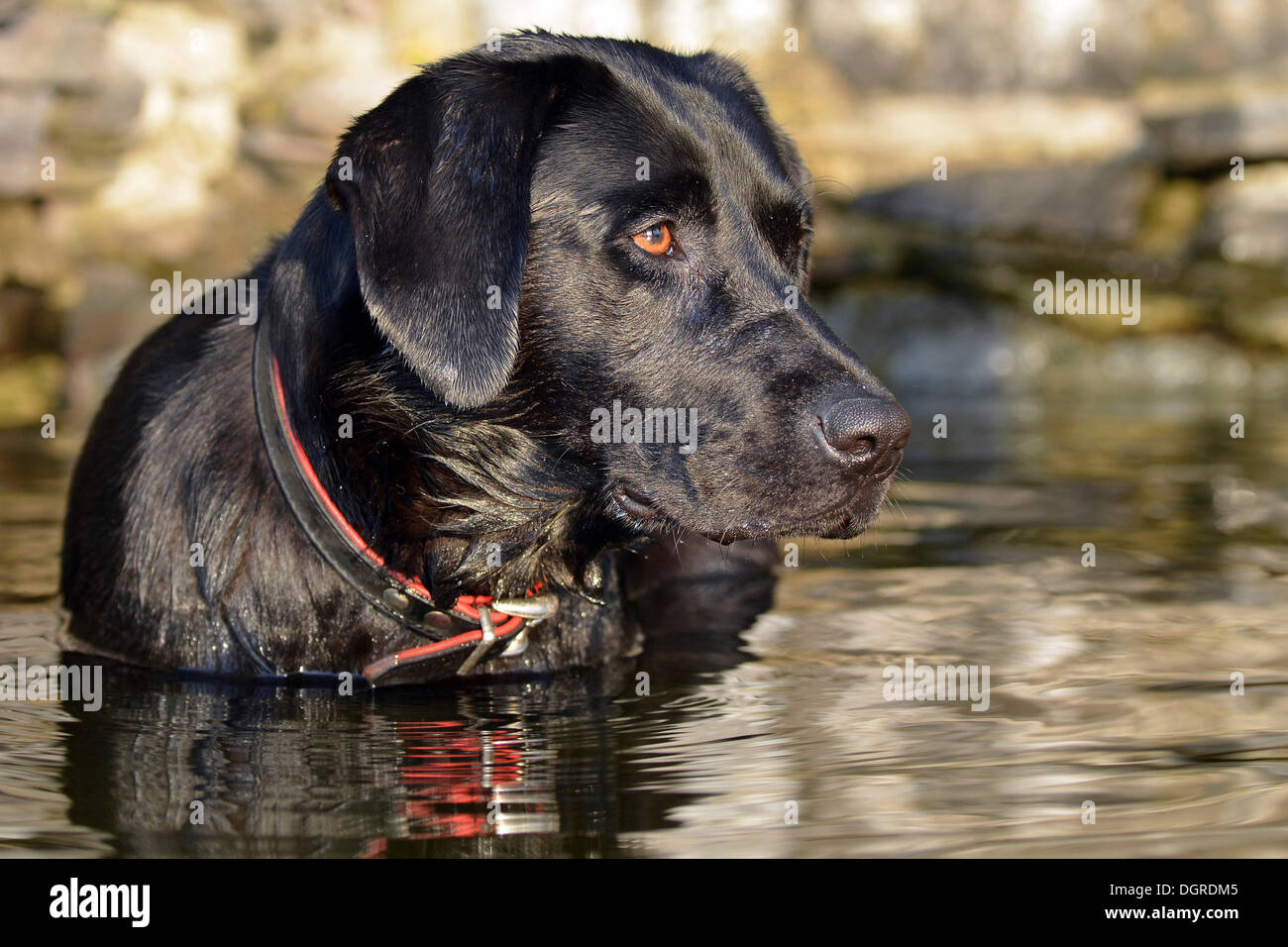Water dog mammals mammal domestic hi-res stock photography and images ...