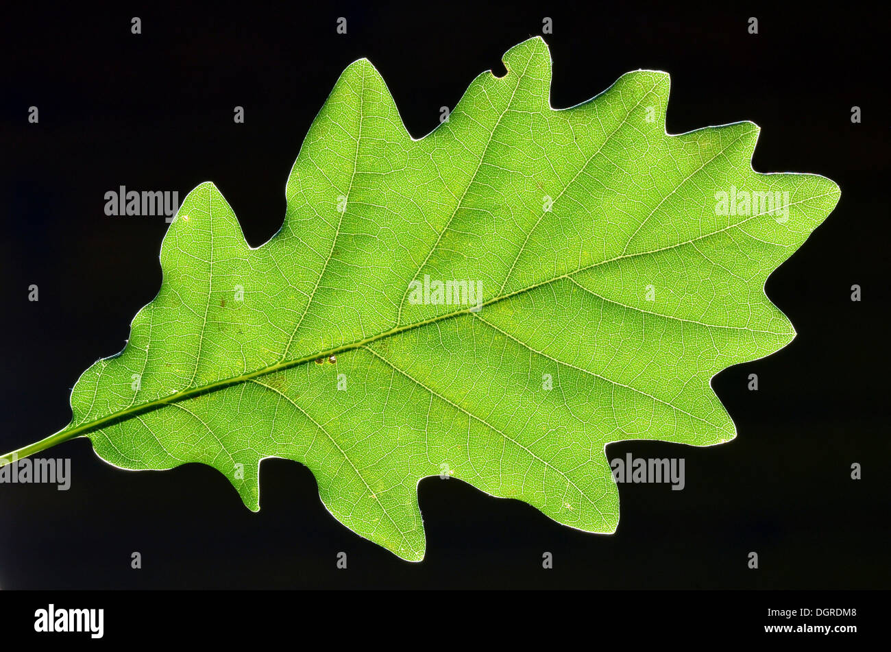 Quercus petraea whole tree hi-res stock photography and images - Alamy