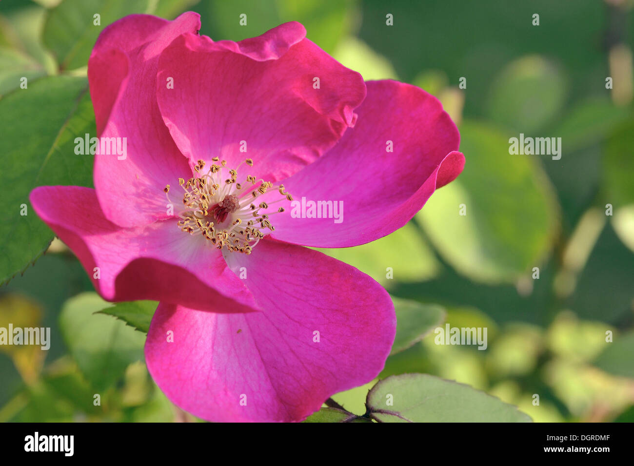 Pink Dog Rose (Rosa canina Stock Photo - Alamy