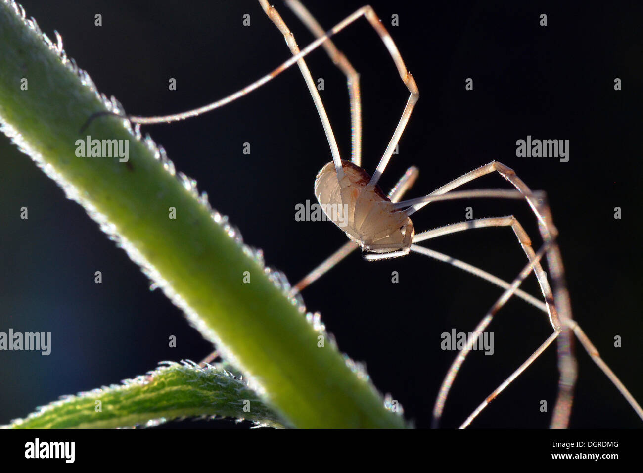 Macro photo harvestman opiliones hi-res stock photography and images ...