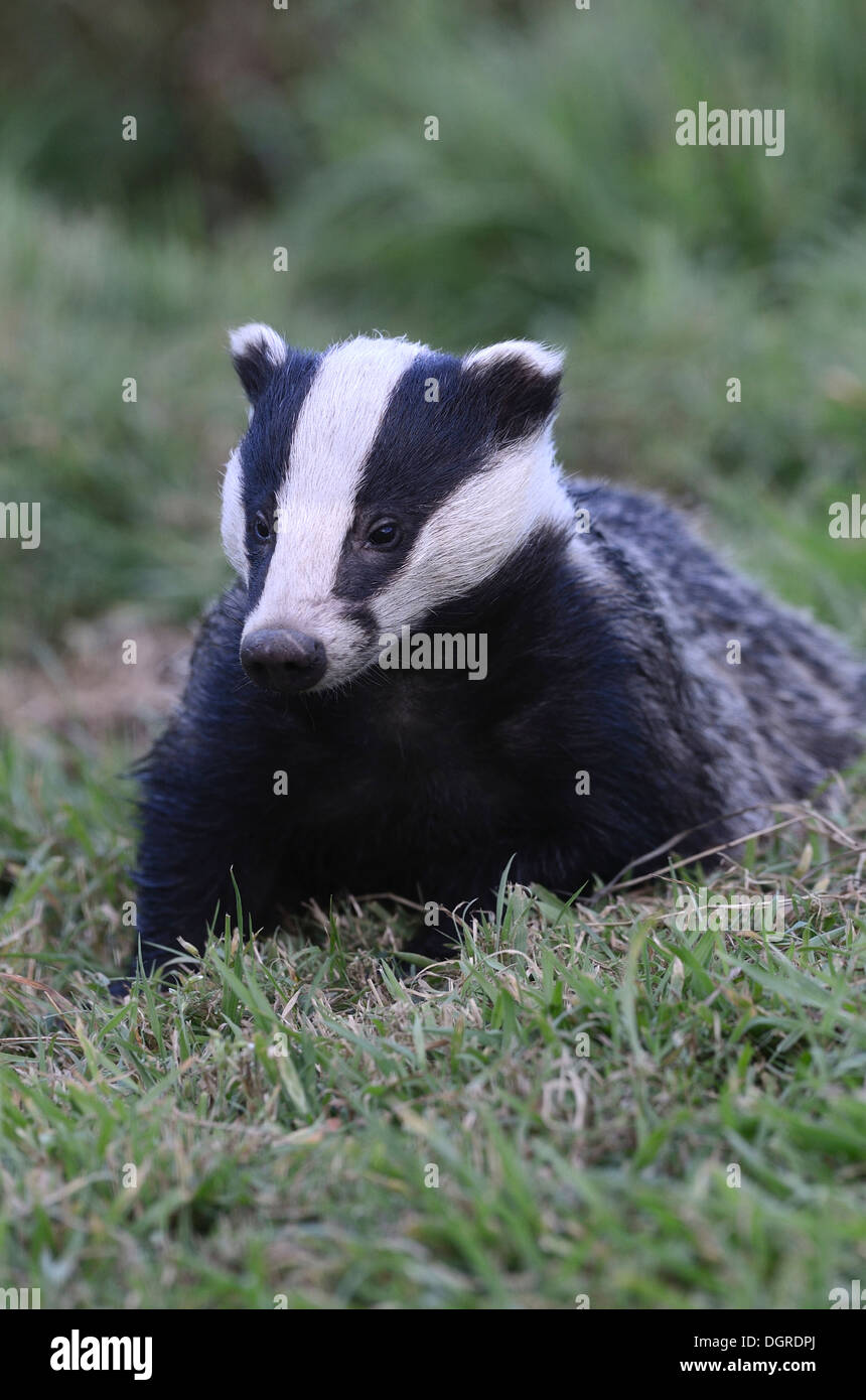 badger meles meles Dorset UK Stock Photo - Alamy