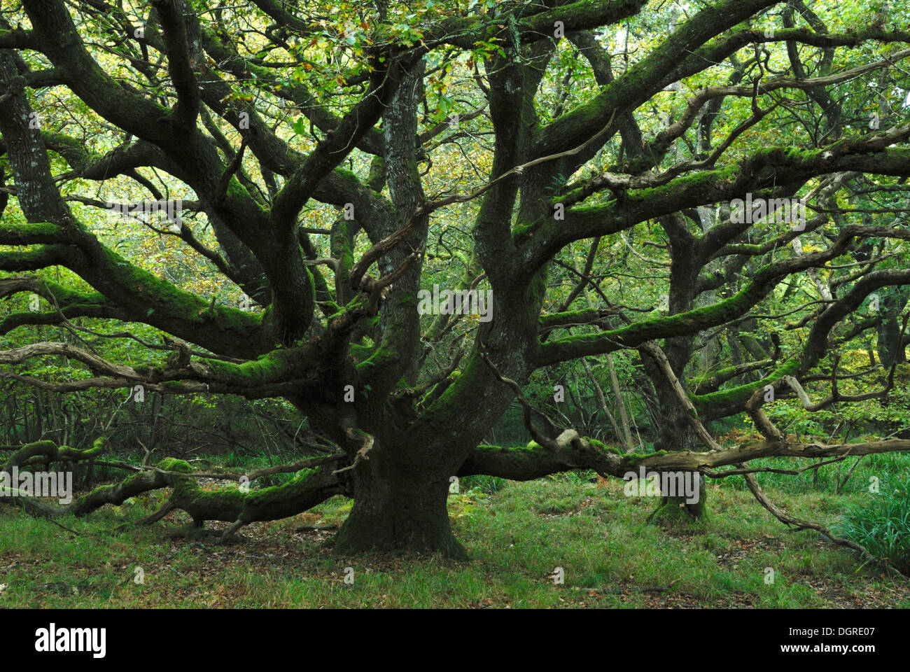Powerstock Common a Dorset Wildlife Trust nature reserve. UK Stock ...