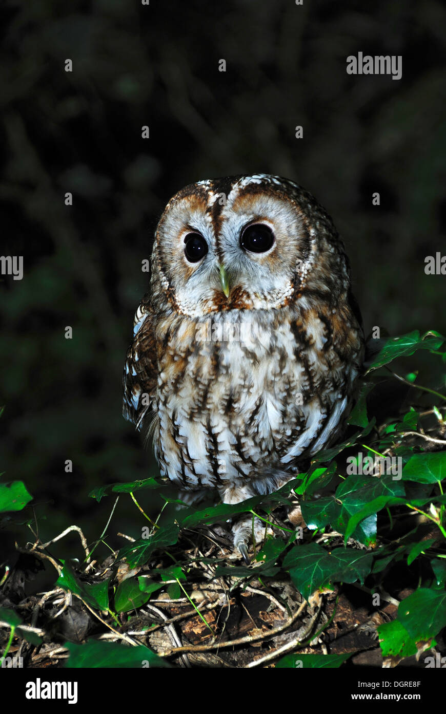tawny owl strix aluco Stock Photo - Alamy