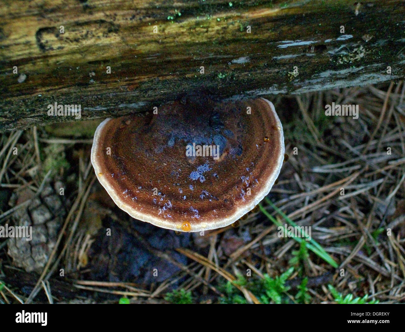 Ischnoderma Benzoinum High Resolution Stock Photography and Images - Alamy