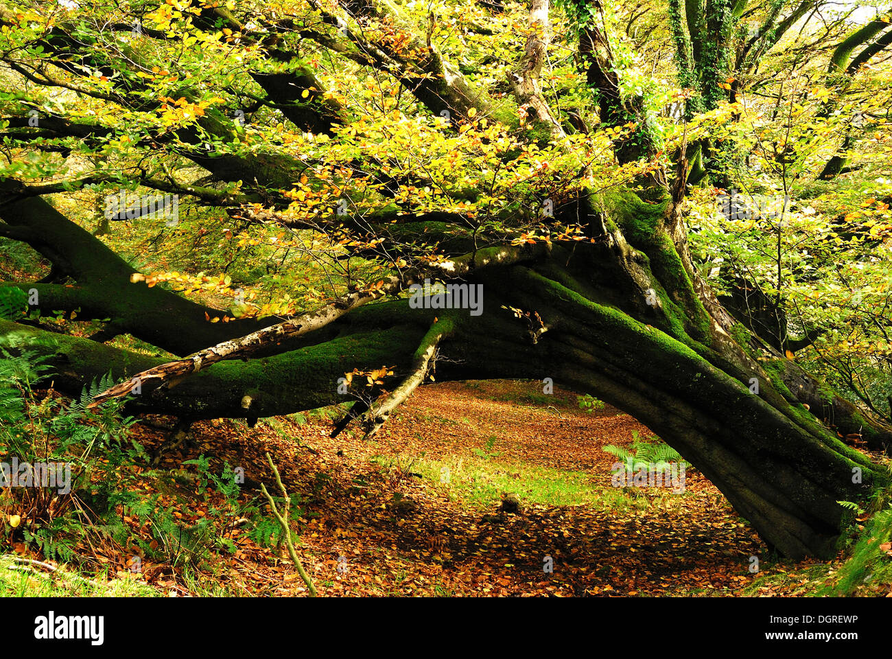 A fallen beech tree on Lewesdon Hill Dorset UK Stock Photo - Alamy